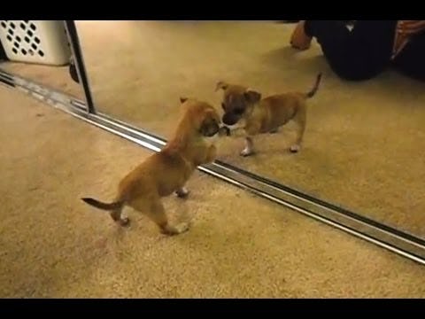 15 April Fool's Dog Pranks To Pull On Your Unsuspecting Pup