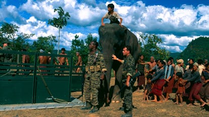 14 Elephant Movies To Stream Now If ‘Dumbo’ Is Your Favorite Disney Classic