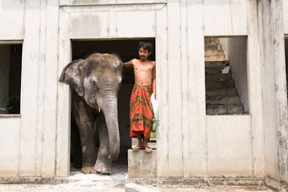 14 Elephant Movies To Stream Now If ‘Dumbo’ Is Your Favorite Disney Classic