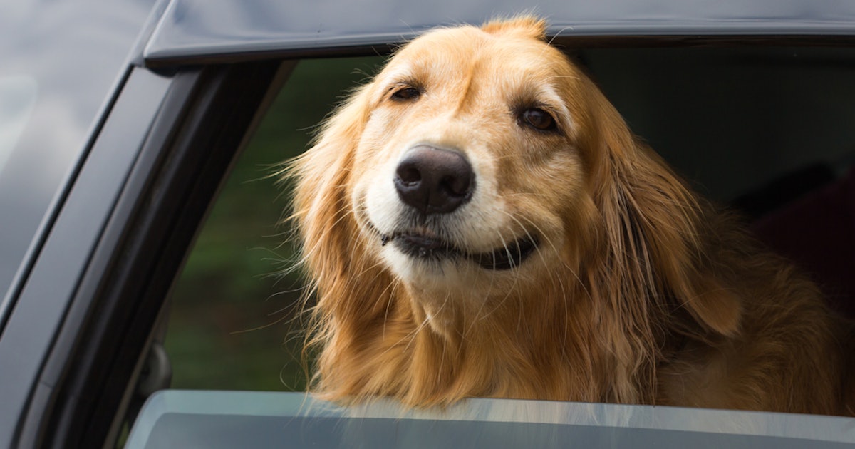 Why Do Dogs Love Car Rides The Science Behind Their Enthusiasm For why-do-dogs-love-car-rides-the-science-behind-their-enthusiasm-for