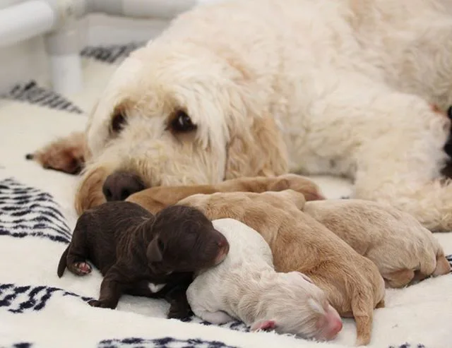 21 Pictures Of Postpartum Pooches That Will Warm Your Cold, Dead Heart