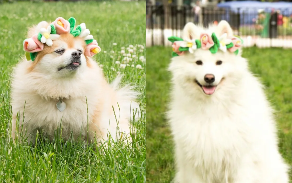 BarkBox's Flower Crowns For Dogs Are An Adorable Springtime Mood
