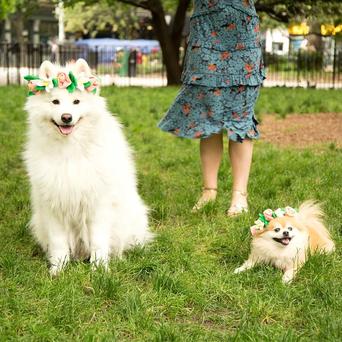 BarkBox's Flower Crowns For Dogs Are An Adorable Springtime Mood