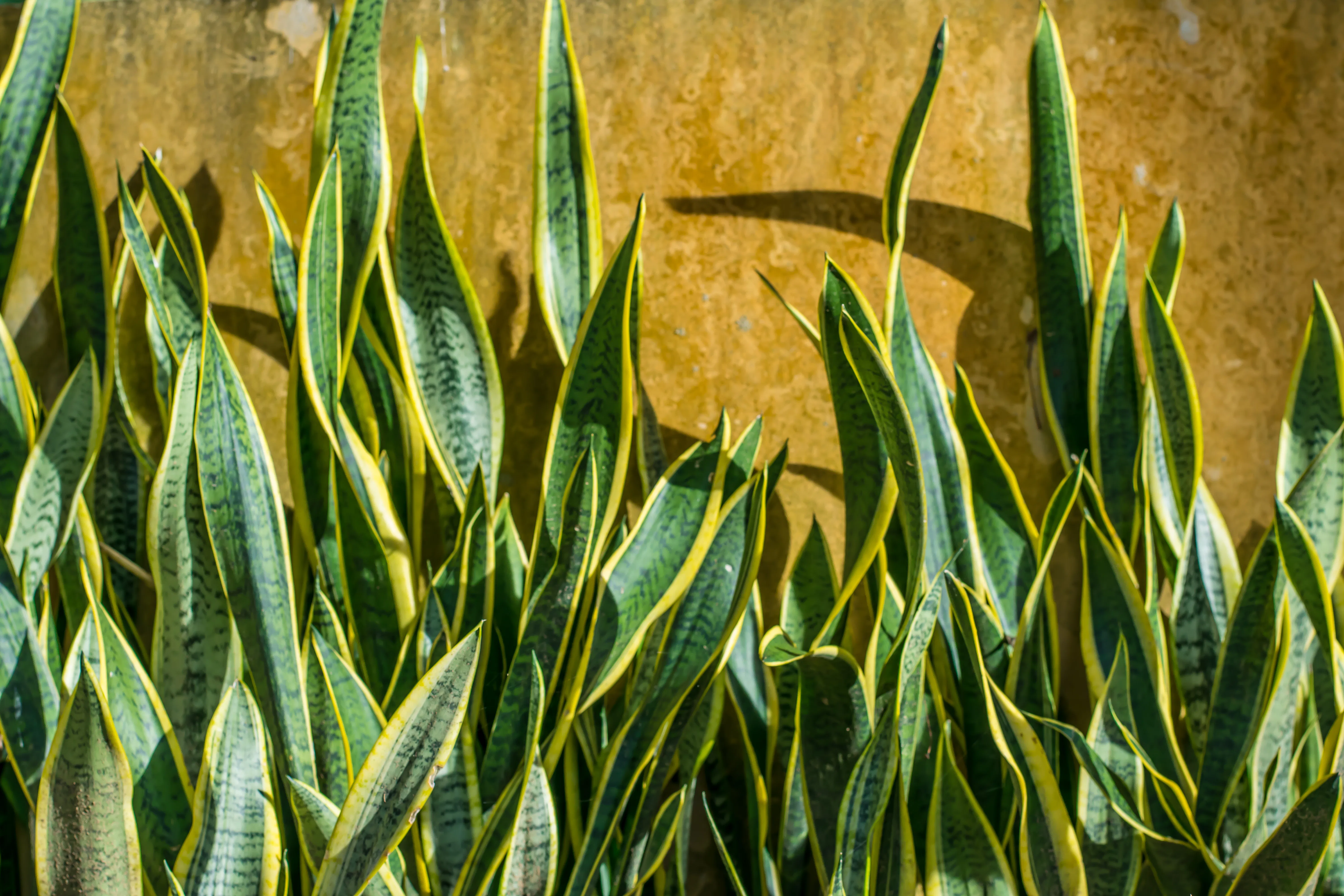 7 Hard-To-Kill Plants For People Who Can’t Keep A Green Thing Alive
