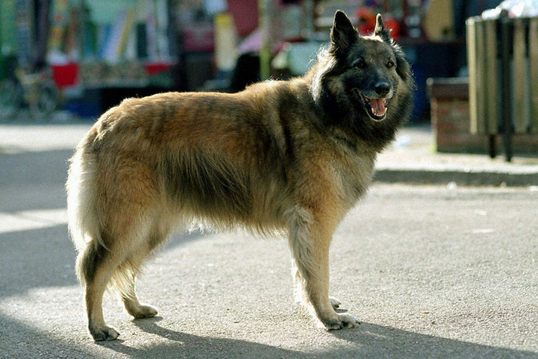 The Best '90s TV Dogs, Because These Are The Characters Your Were Truly ...