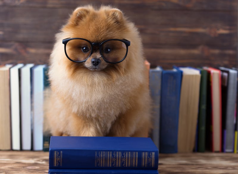 The 11 Smartest Dog Breeds To Adopt