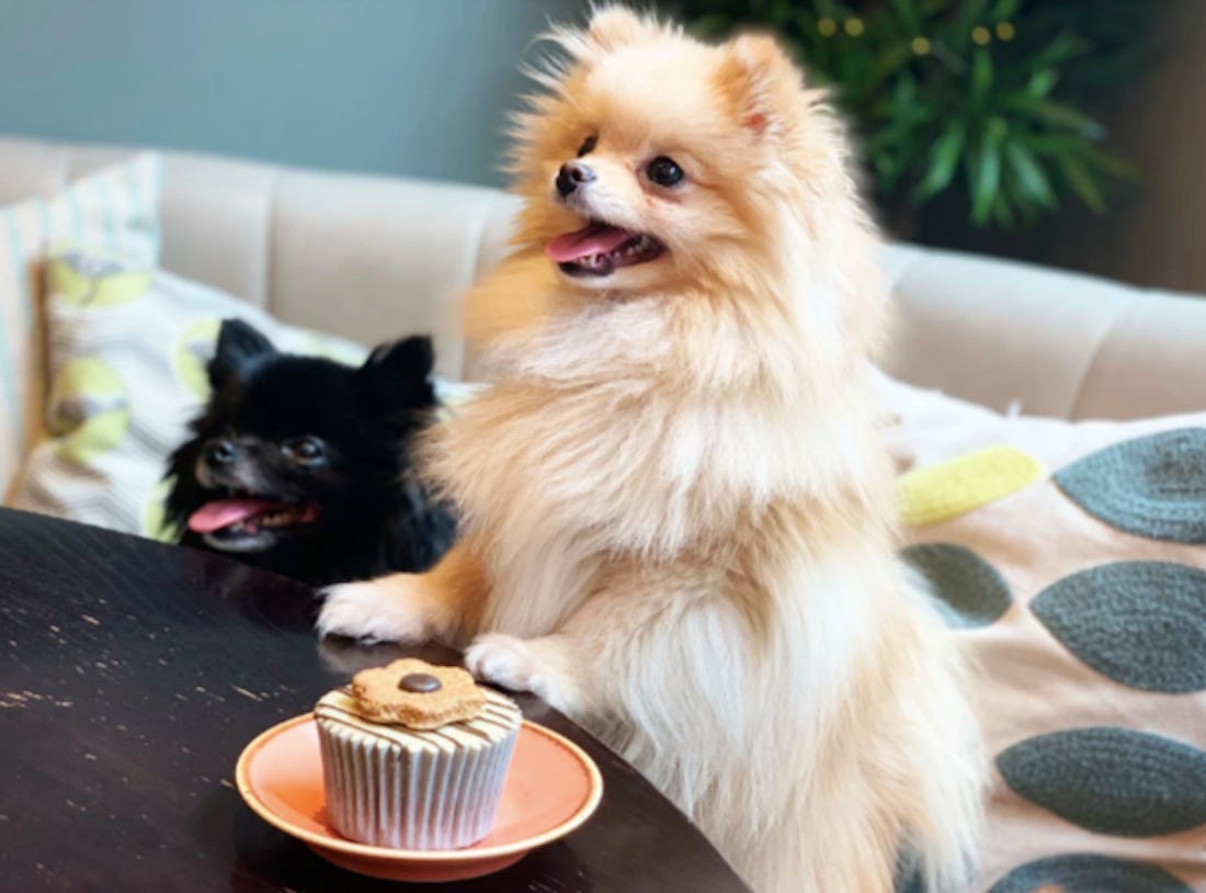 A Pomeranian Cafe Called "The Pom Cafe" Is Opening In London