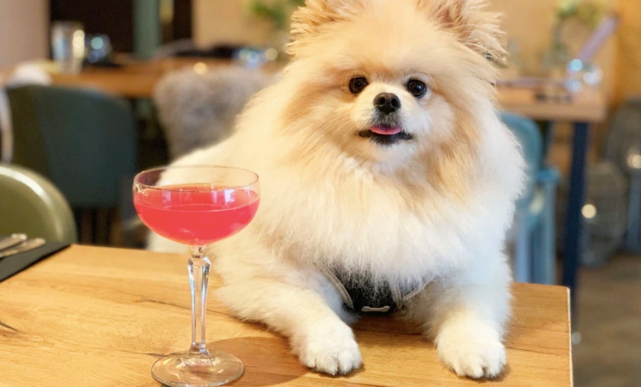 A Pomeranian Cafe Called "The Pom Cafe" Is Opening In London