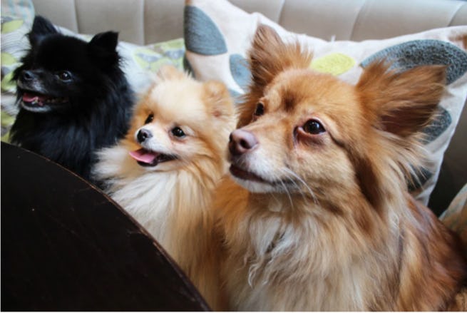 A Pomeranian Cafe Called "The Pom Cafe" Is Opening In London