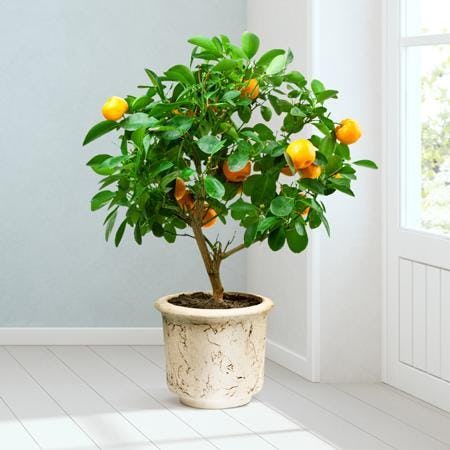 Indoor Citrus Trees Are The Next Big Thing In Home Decor — Here’s Where ...