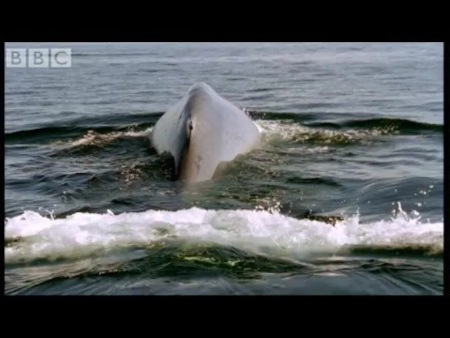 The Best David Attenborough TV Moments, Because The Nation's Granddad ...