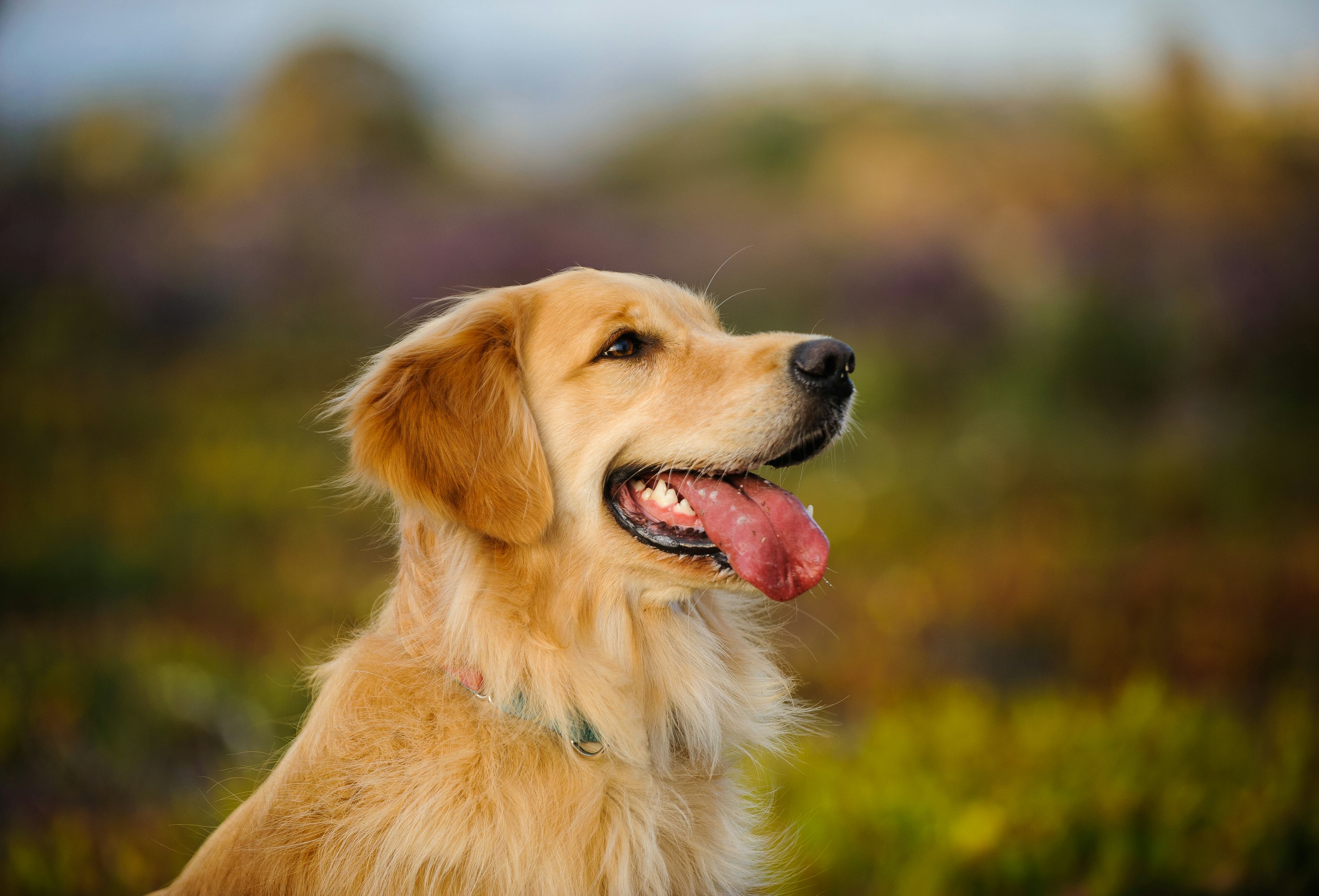 7 Best Dog Breeds For Aries Zodiac Signs