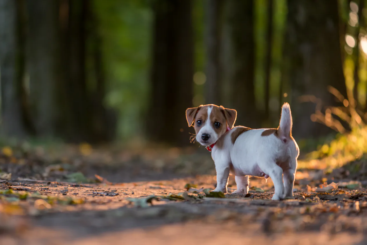 7 Best Dog Breeds For Aries Zodiac Signs