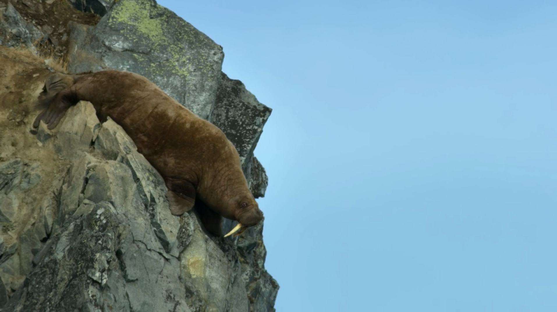 What Happened To The Walruses 'Our Planet'? The Cliff Scene Didn't End Well