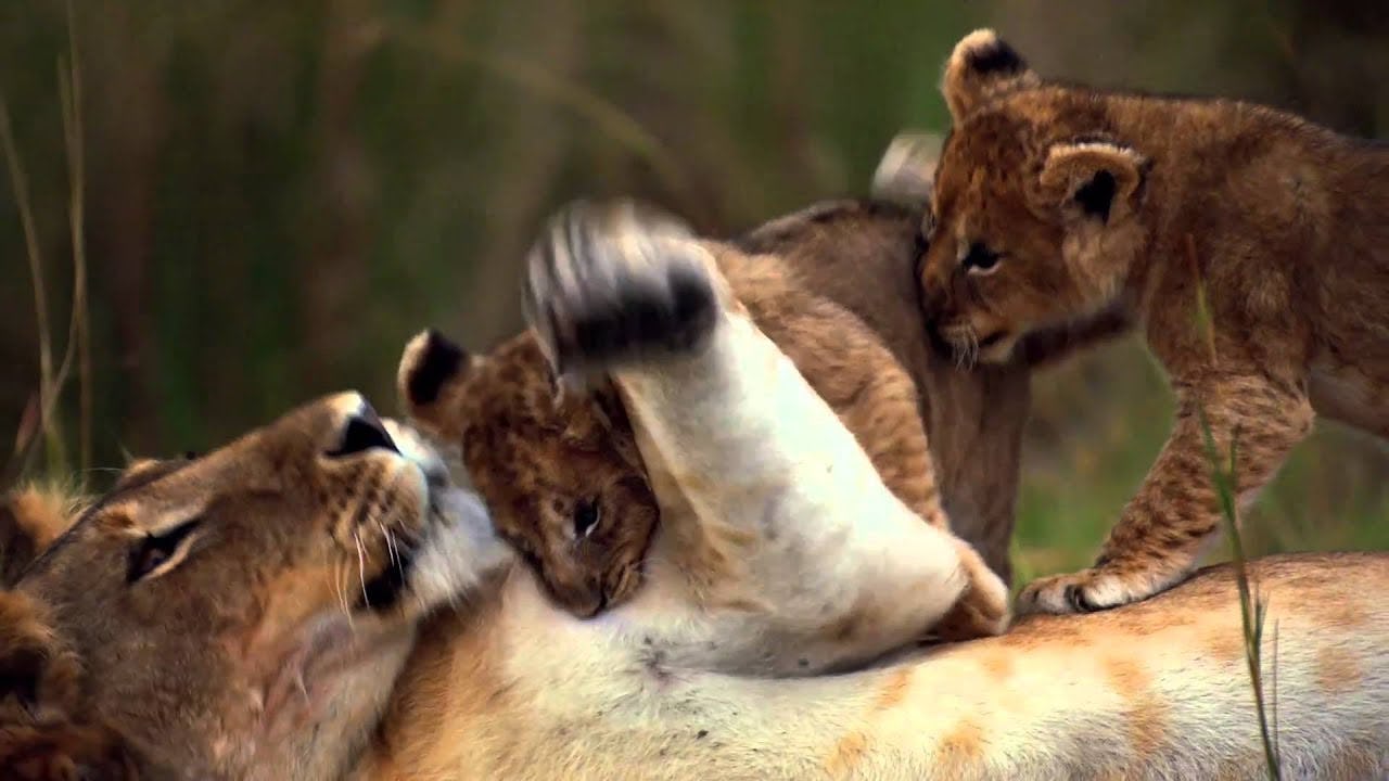 Where To Stream Every Disneynature Wildlife Documentary, Because It’s ...