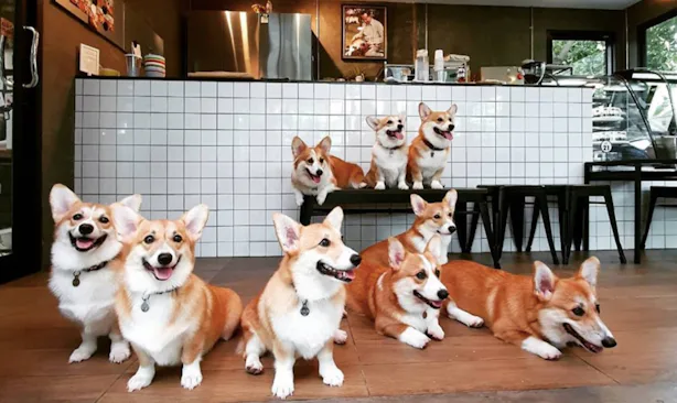 This Corgi Cafe In Bangkok Is Run With The Help Of 13 Adorable Corgis