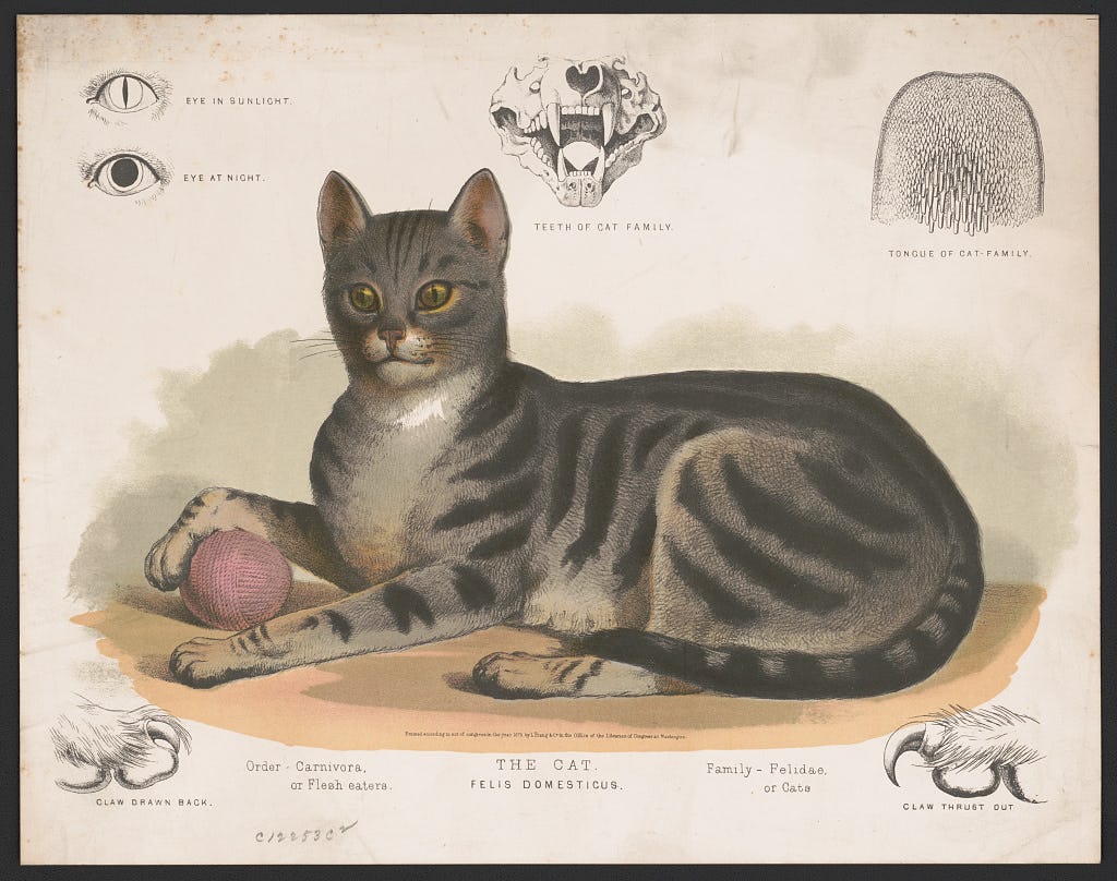 The Library Of Congress' Cat Photos Are Strange, Glorious, And Free To Use