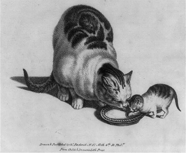 The Library Of Congress' Cat Photos Are Strange, Glorious, And Free To Use