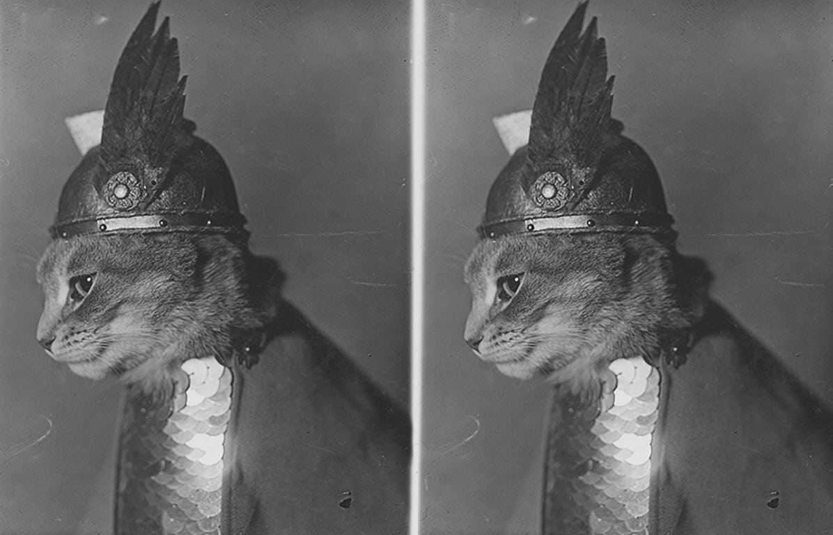 The Library Of Congress' Cat Photos Are Strange, Glorious, And Free To Use