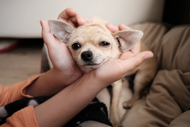 8 Best Dog Breeds For Pisces Zodiac Signs