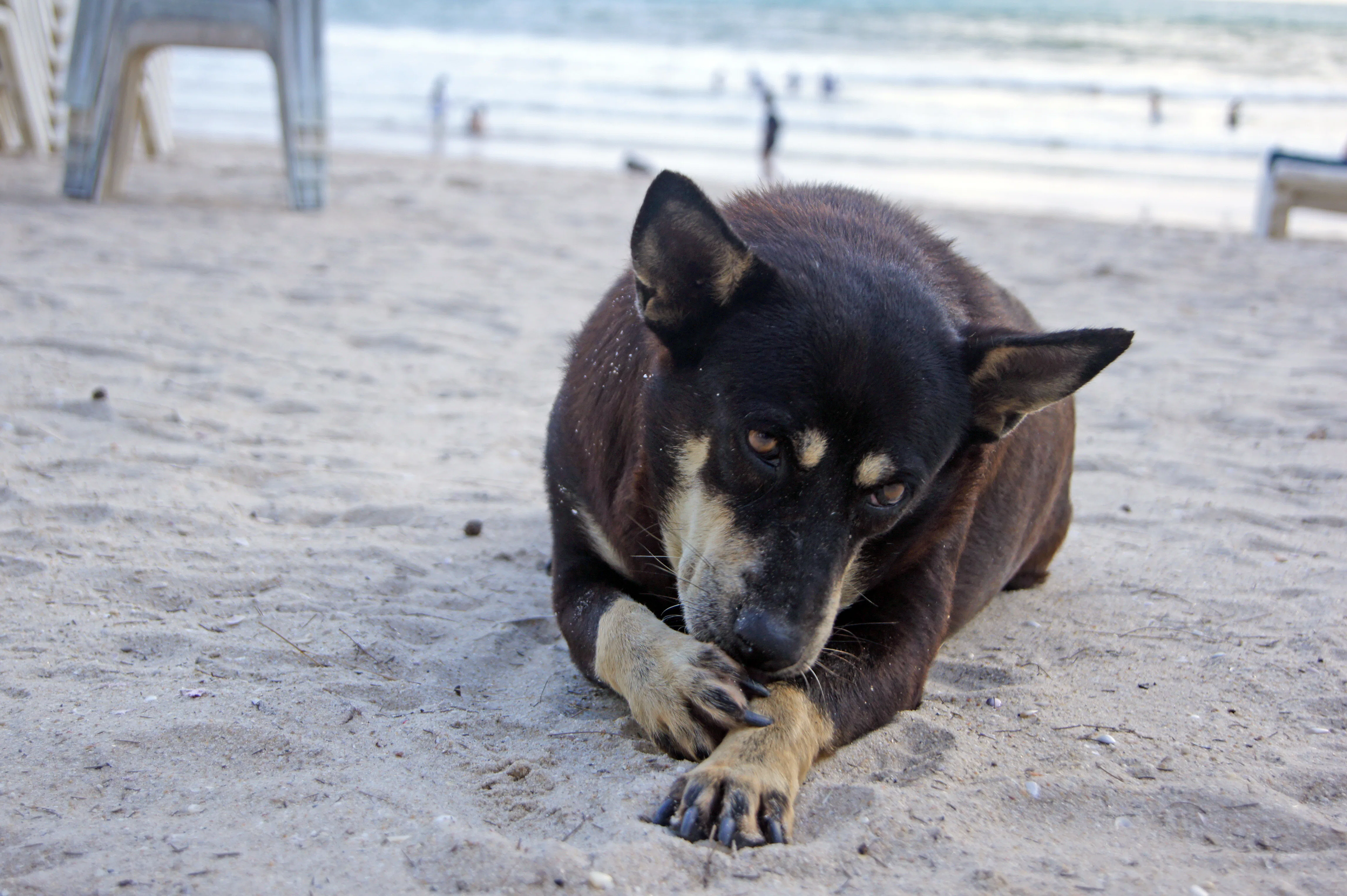 5 Signs Your Dog Is Having A Bad Day & What You Can Do About It