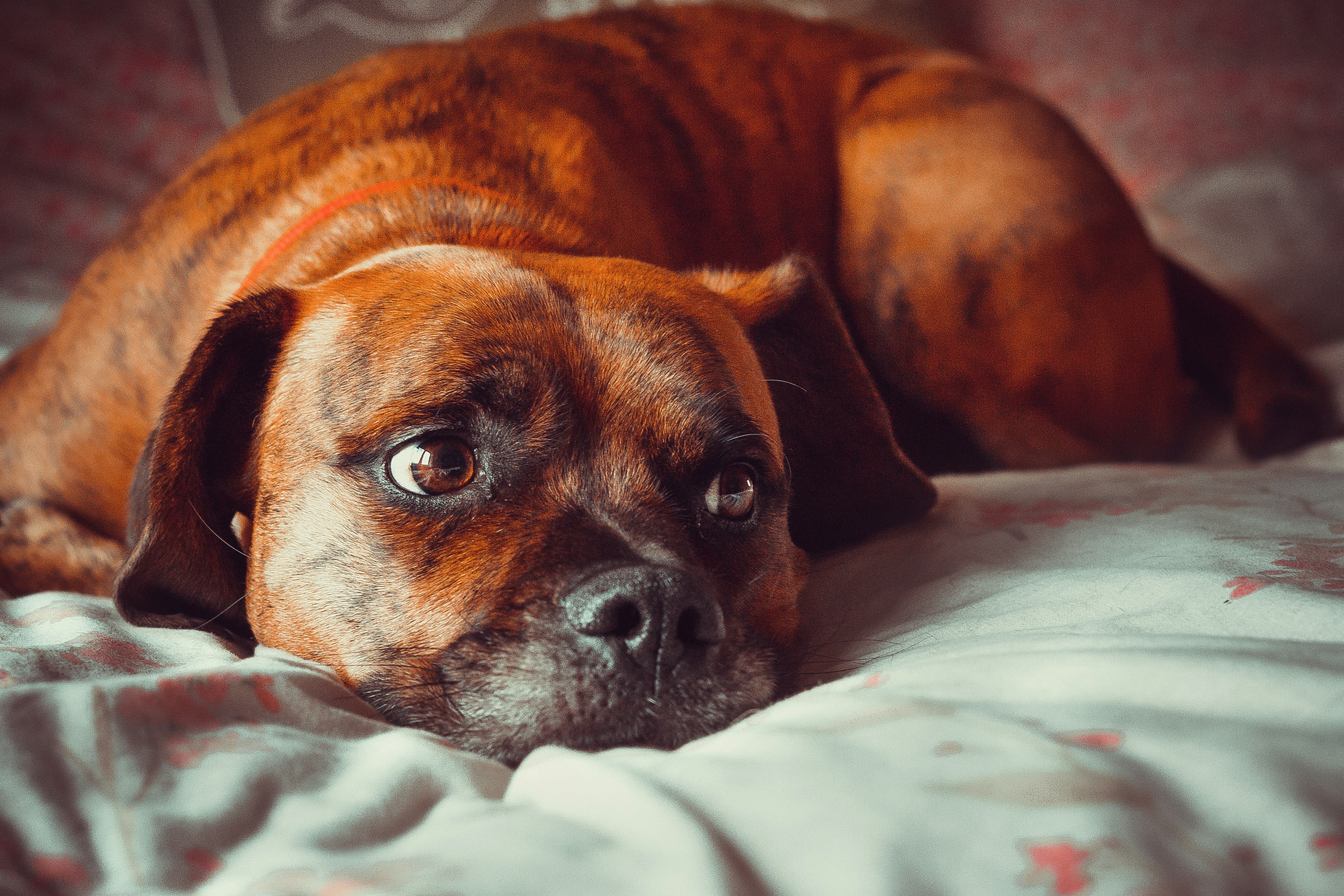 5 Signs Your Dog Is Having A Bad Day & What You Can Do About It