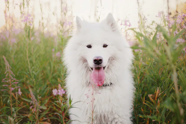 How To Get Your Dog To Pose For Pictures