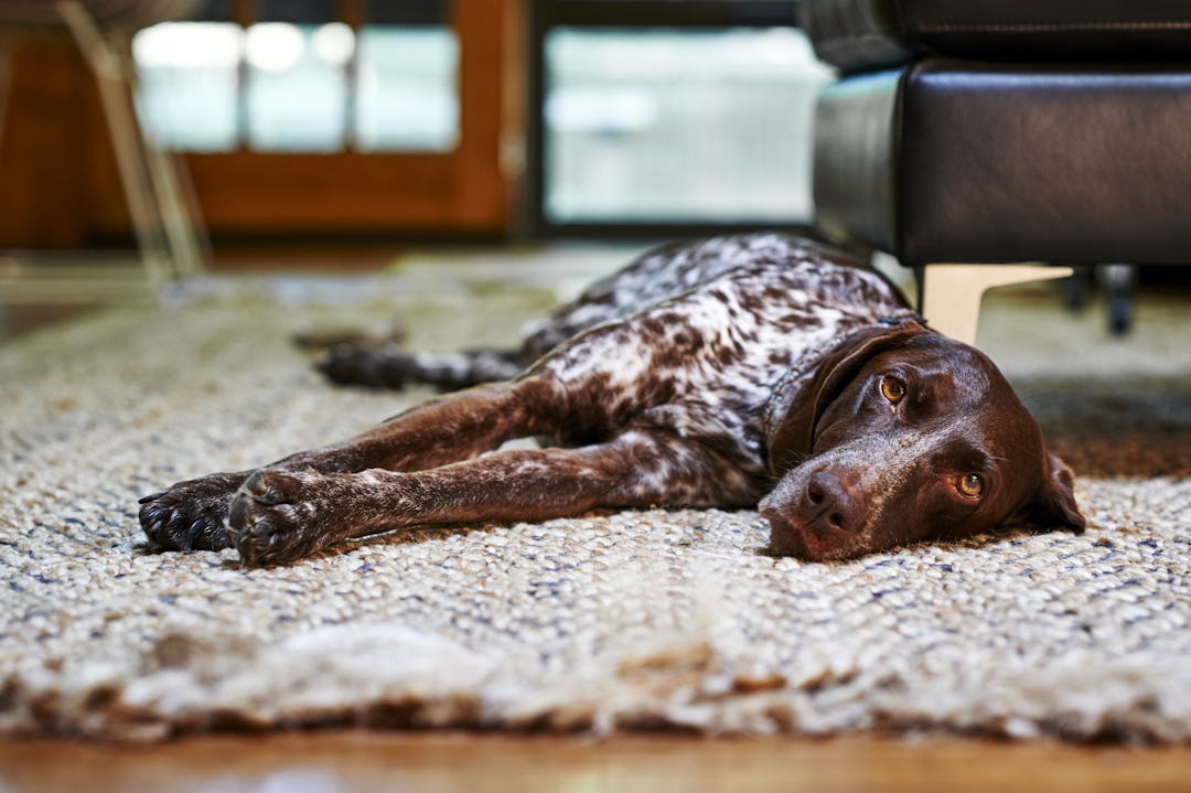 5 Signs Your Dog Is Having A Bad Day & What You Can Do About It
