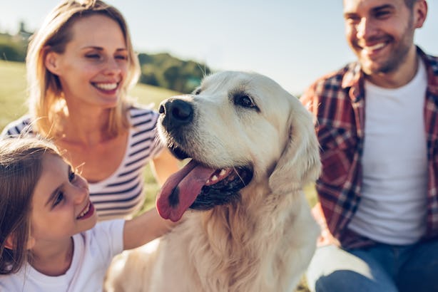 The 11 Best Dog Breeds Around People If You Like To Have A Lot Of Company