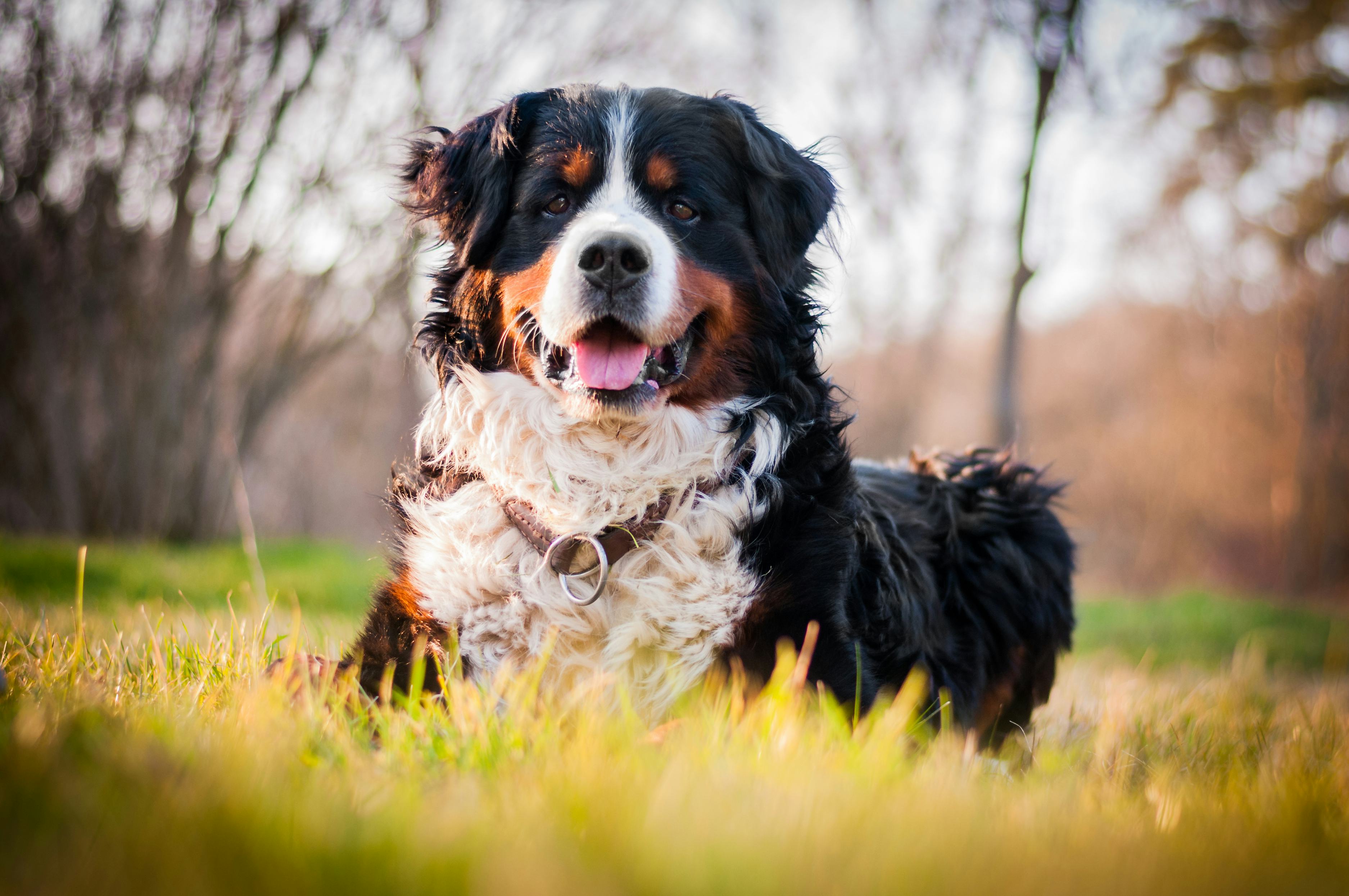 10 Best Dog Breeds For People Who Are Less Active