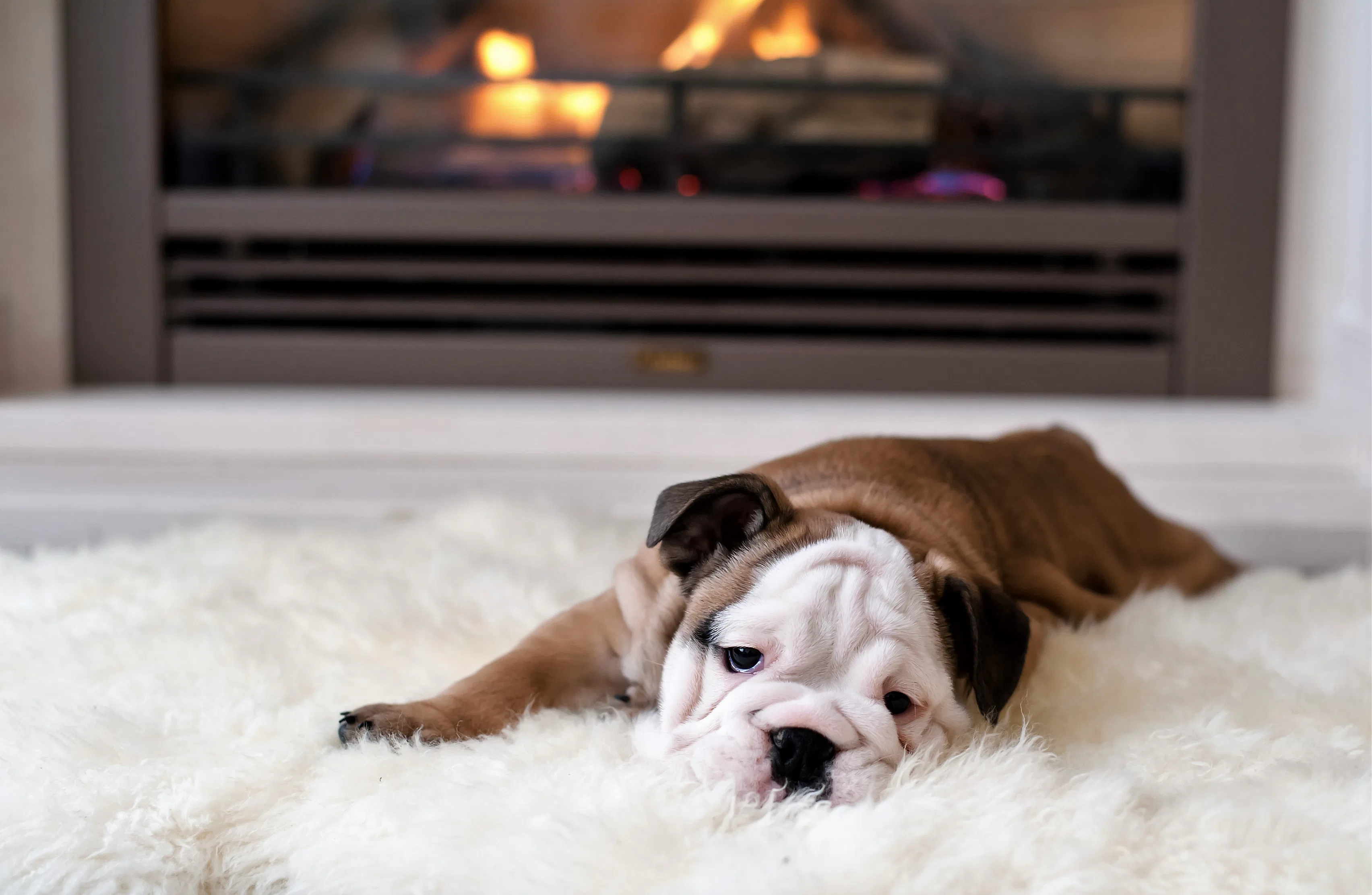 10 Best Dog Breeds For People Who Are Less Active