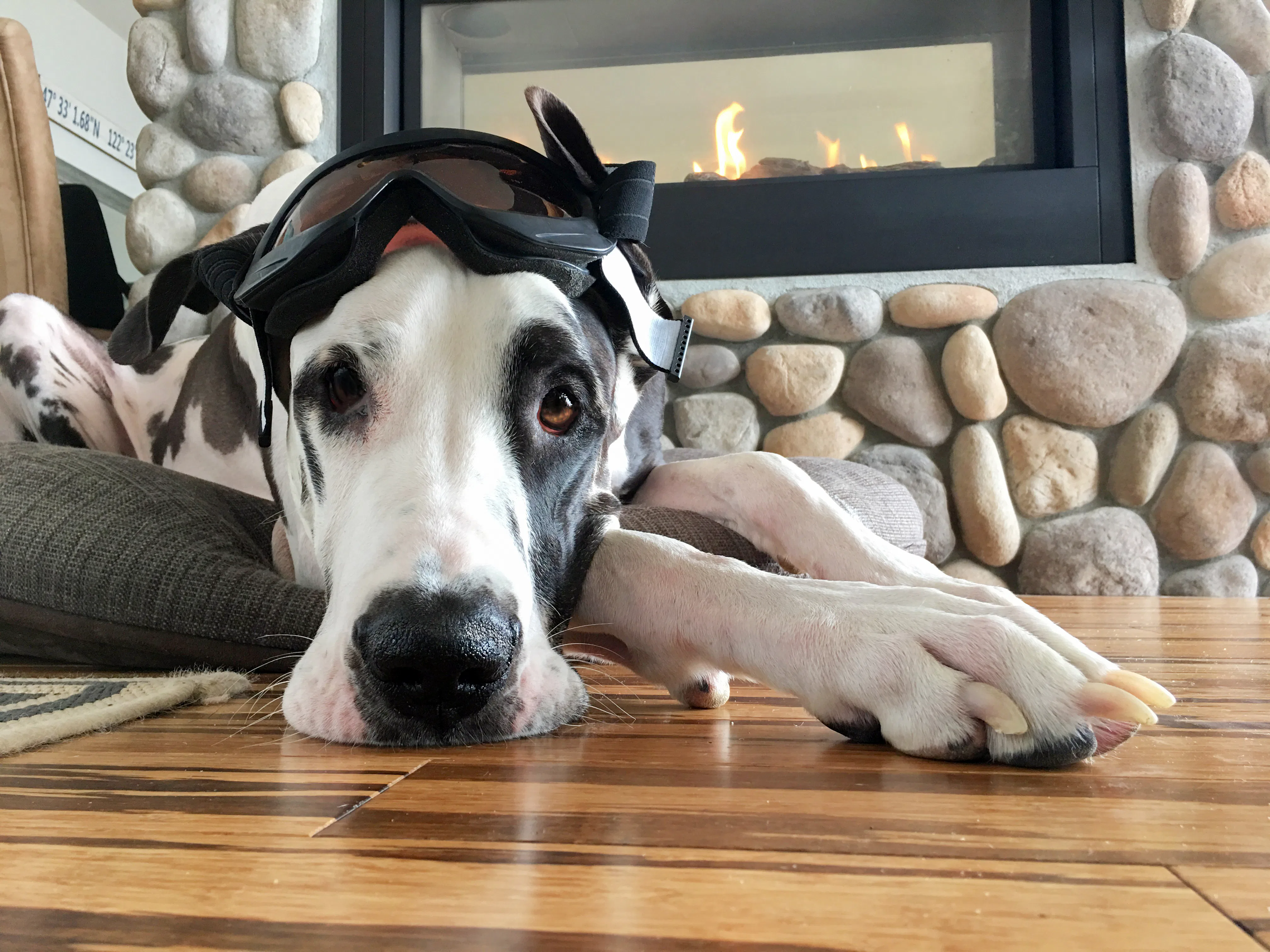 10 Best Dog Breeds For People Who Are Less Active