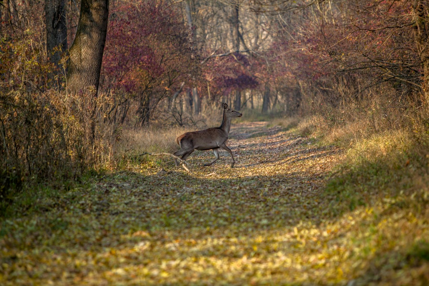 The FBI Released Its Bigfoot File From The Archives & It's Way More ...