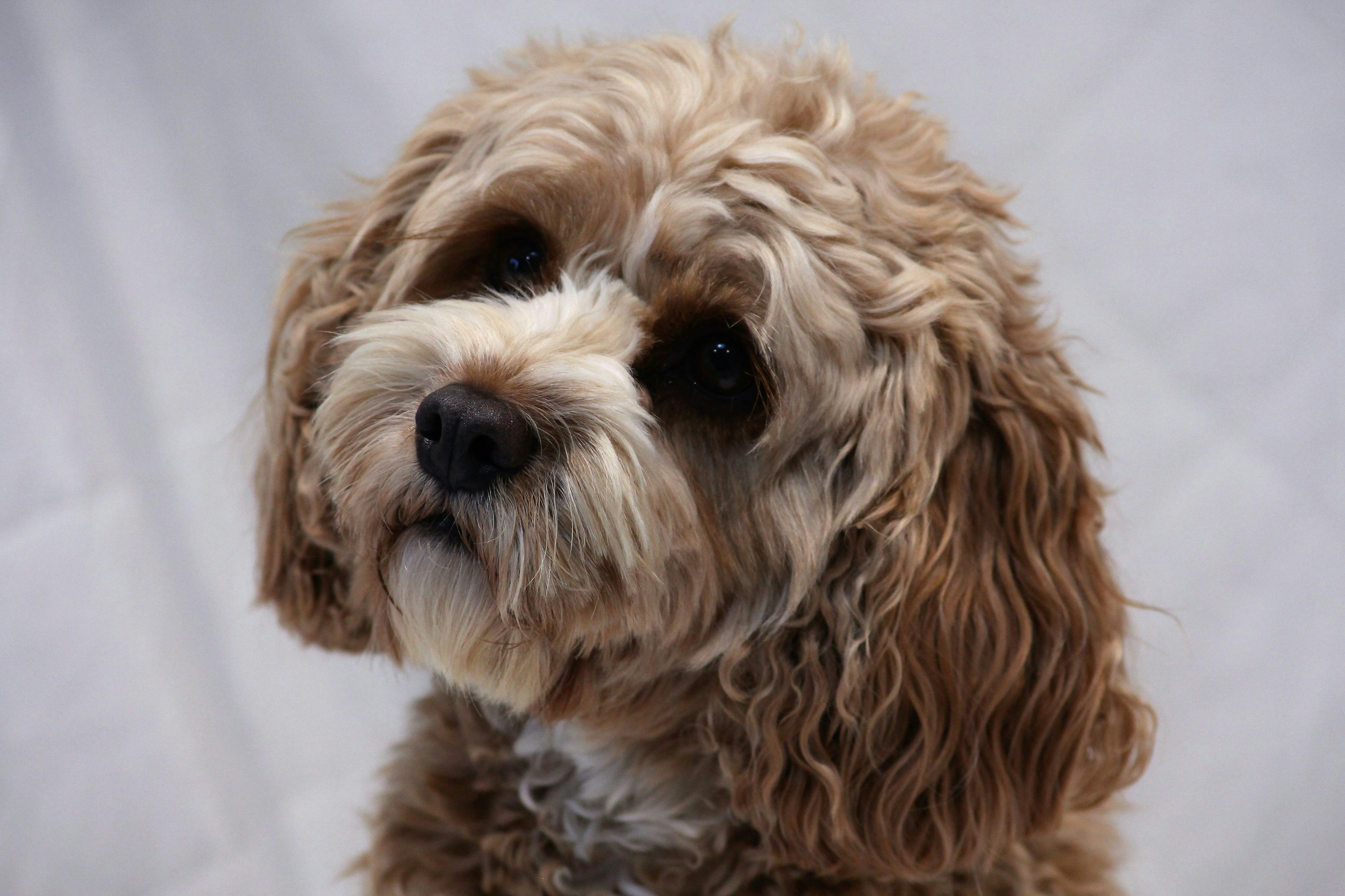 The 16 Best Dog Breeds To Adopt In Your 20s & 30s