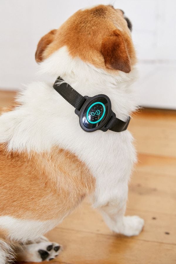 This Calming Dog Collar Emits Soothing Sounds To Relax Your Pup