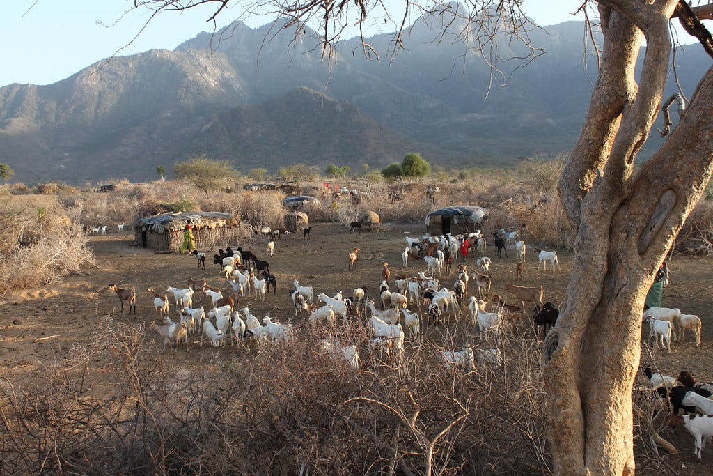 Are The Pride Lands A Real Place? ‘The Lion King’ Was Visually Inspired ...