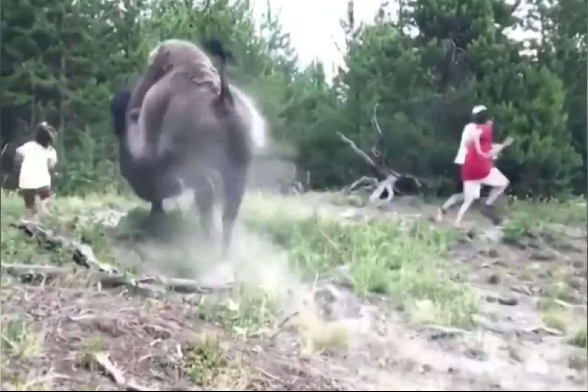 Video Of Bison Tossing Girl, 9, Is A Cautionary Tale For Parents Everywhere