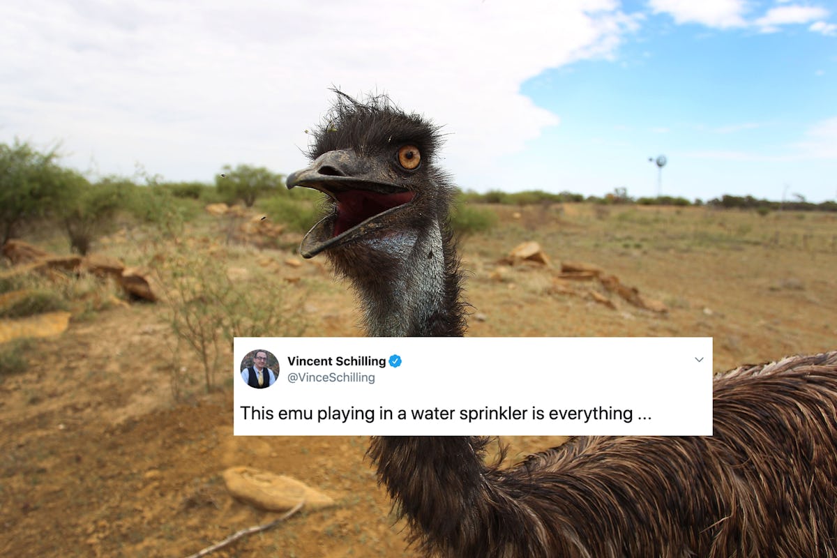 This Video Of An Emu Playing In A Sprinkler Has People On Twitter ...
