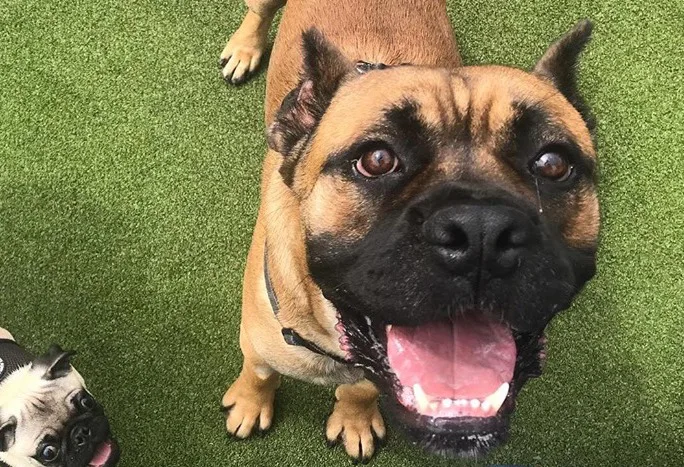 This Battersea Dog Has His Own Emotional Support Pug & I Absolutely ...