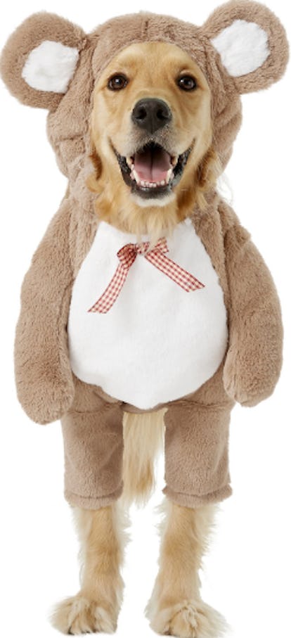 8 Cute Dog Costumes For Halloween 2019 That'll Make You Swoon