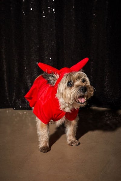 8 Dog Costumes For Halloween 2019 From Urban Outfitters