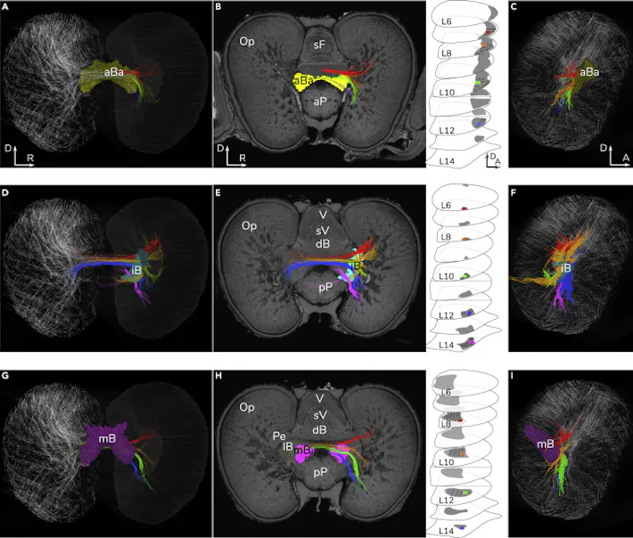 First squid MRI study shows brain complexity similar to dogs