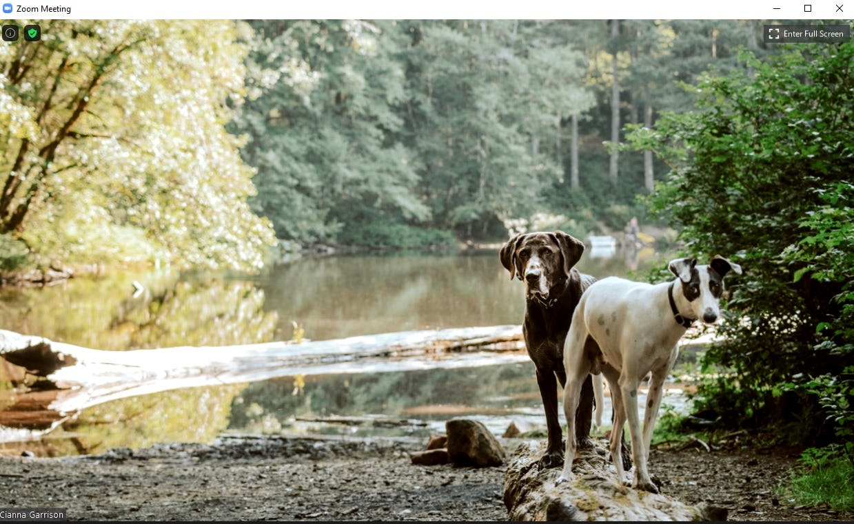 doge zoom background