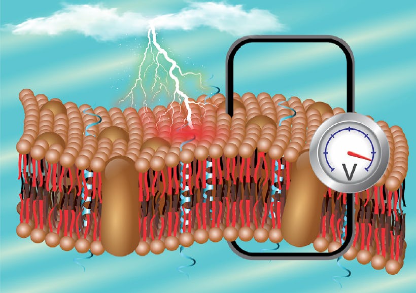 How snake heat vision is being used to transform robotics