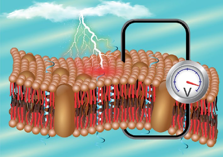 How snake heat vision is being used to transform robotics