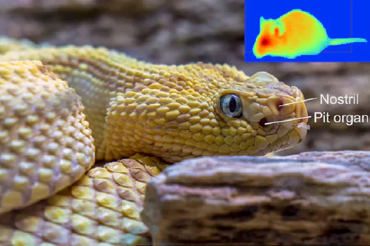 How snake heat vision is being used to transform robotics