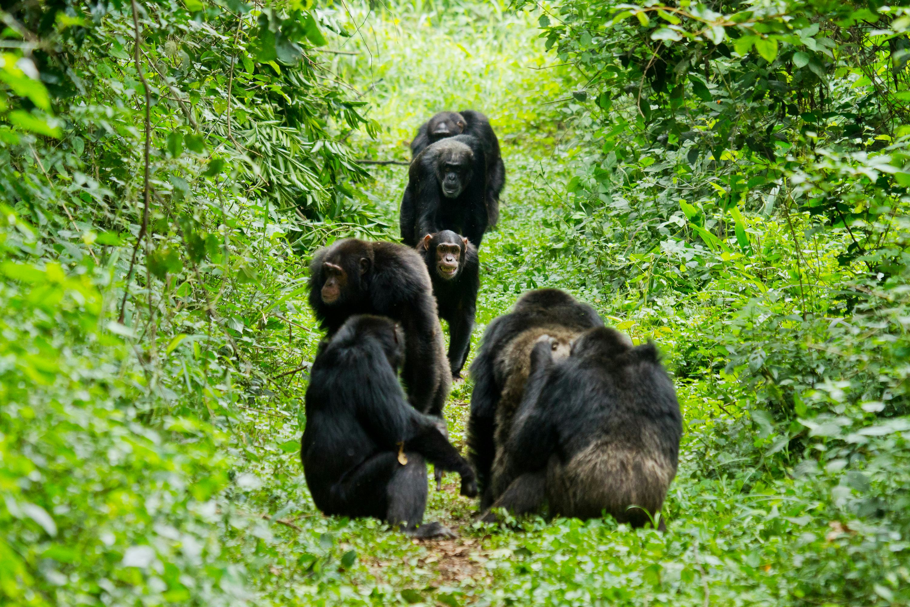What chimps can teach us about changing human friendships