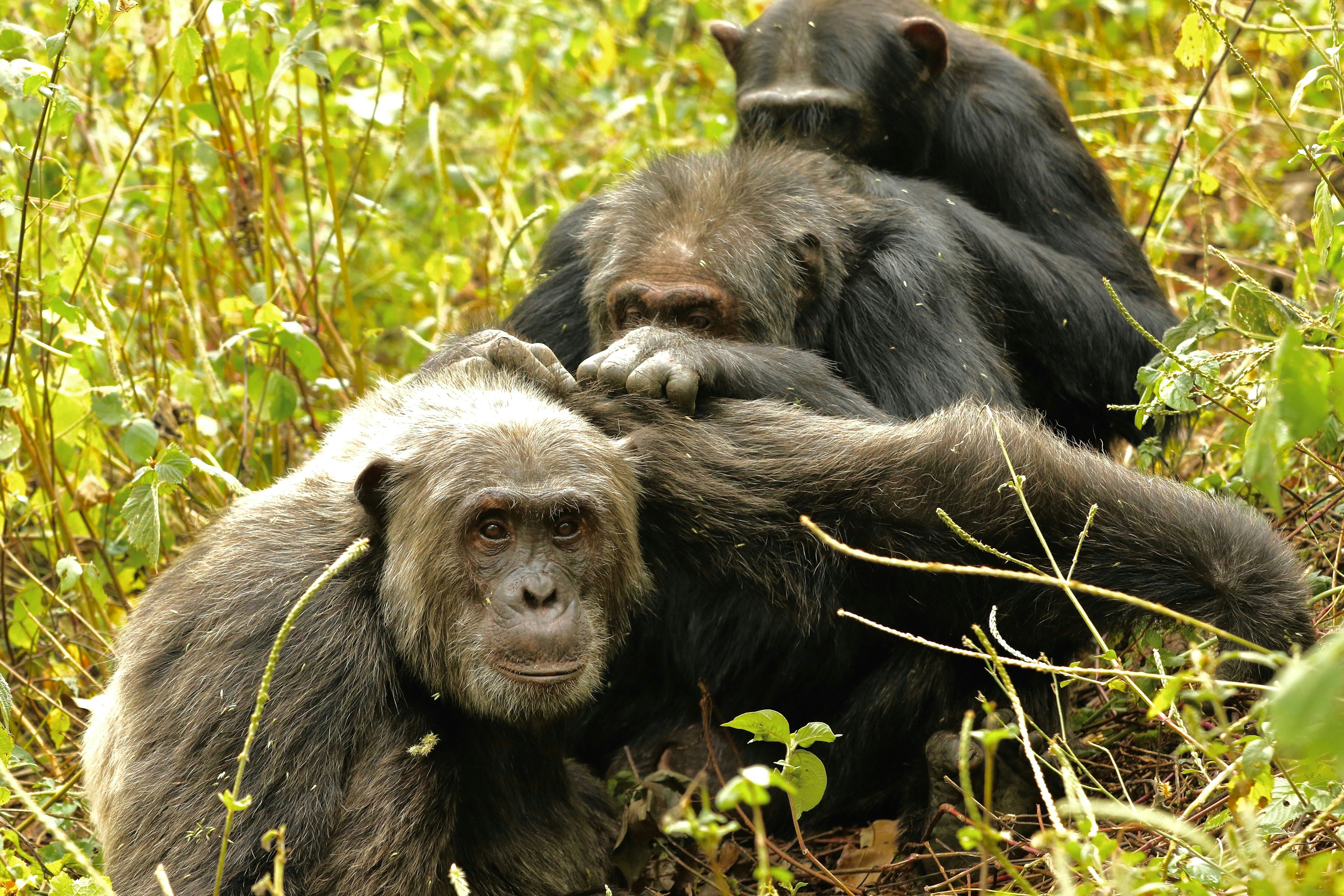 What chimps can teach us about changing human friendships