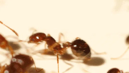 Loss of flight in worker ants led to one big perk