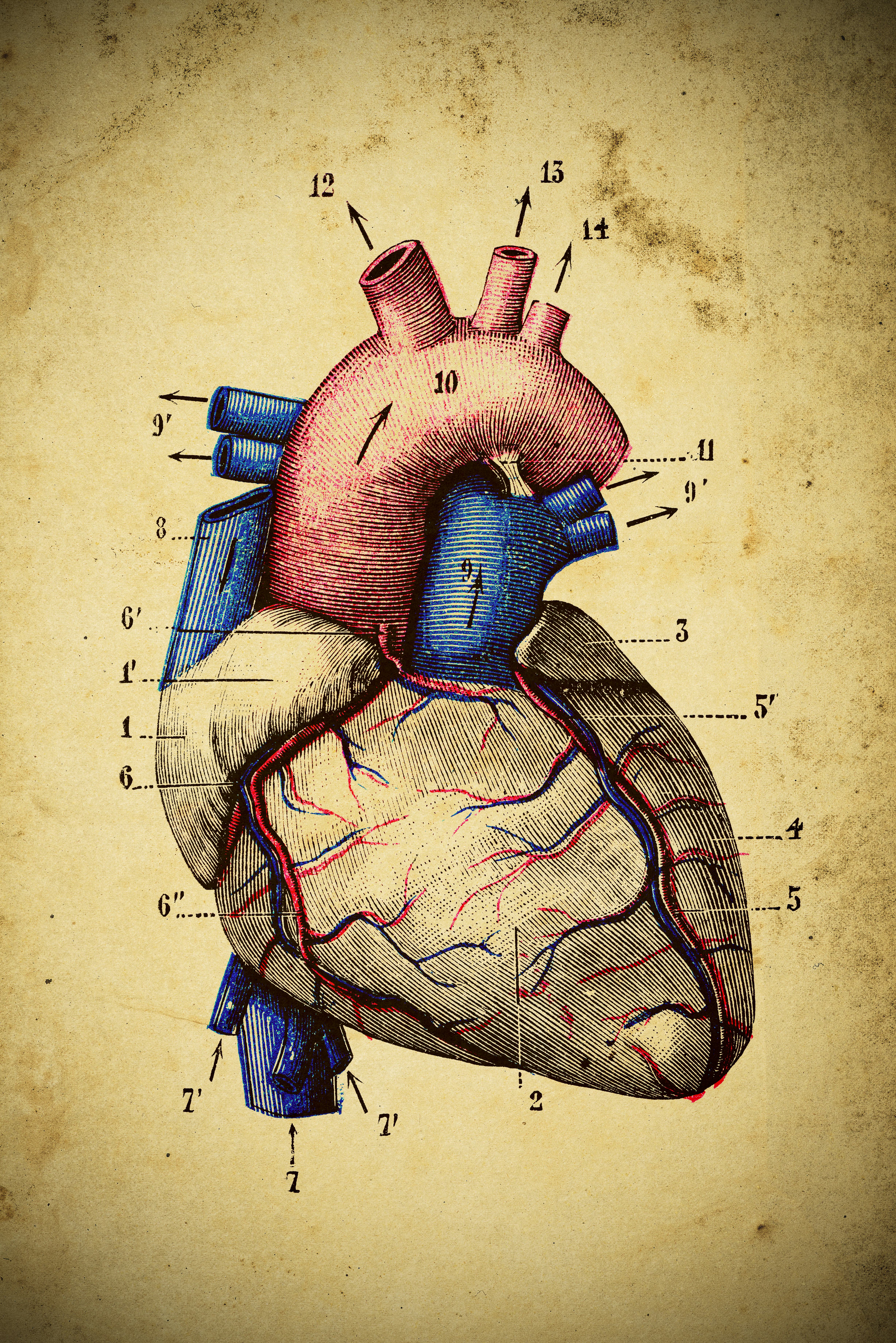 Why scientists are finding "new" organs in the body